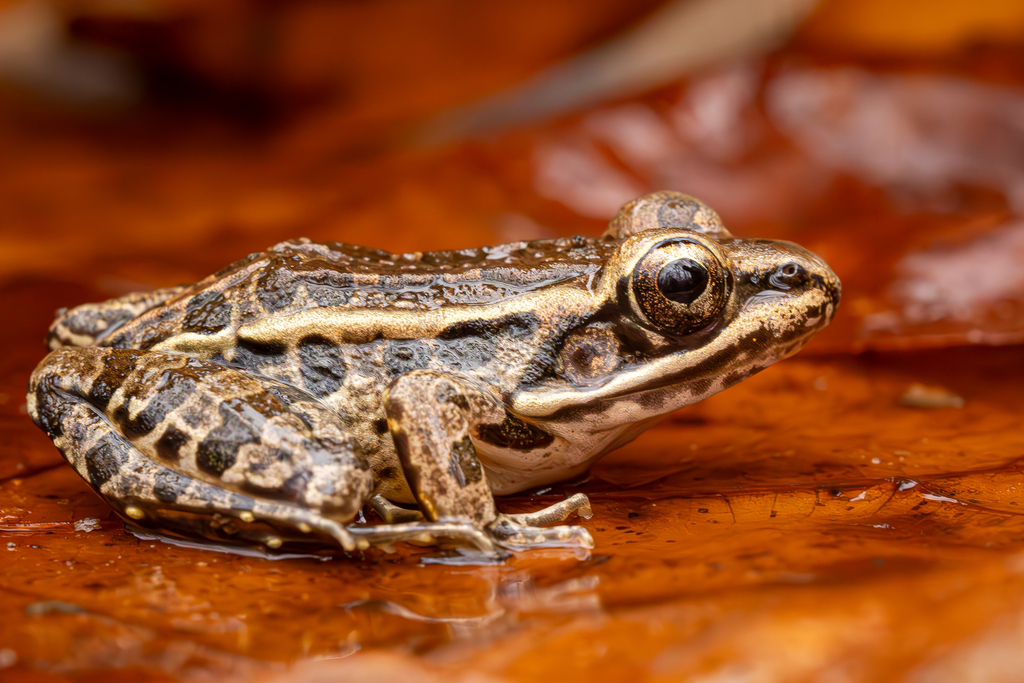 Pickerel Frog in December 2023 by Alex Stach · iNaturalist