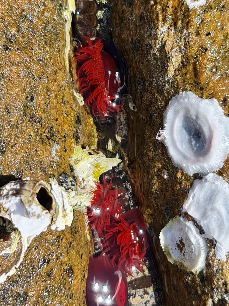 Waratah Anemone from 2XGP+6H, Prevelly WA 6285, Australia on January 3, 2024 at 10:55 AM by ...