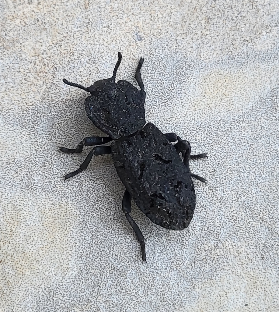 Diabolical Ironclad Beetle from Simi Valley, CA 93065, USA on June 4 ...