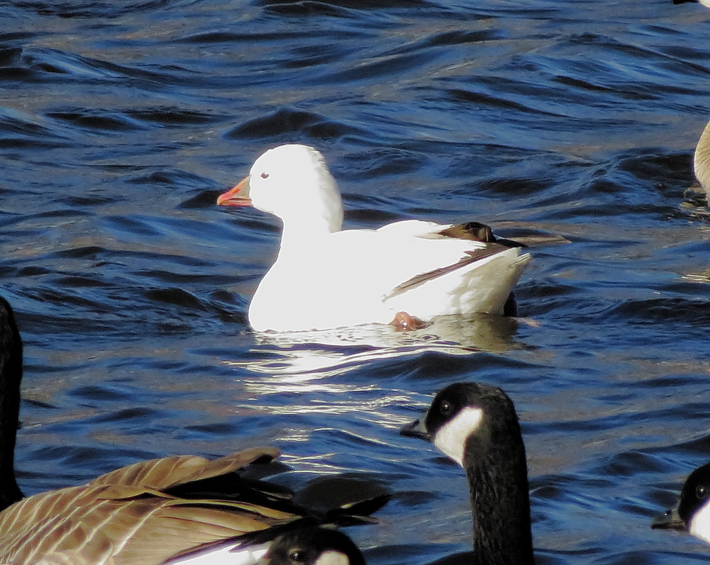 Ross's Goose from Sunset Lake, Guymon, Texas County OK on January 2 ...