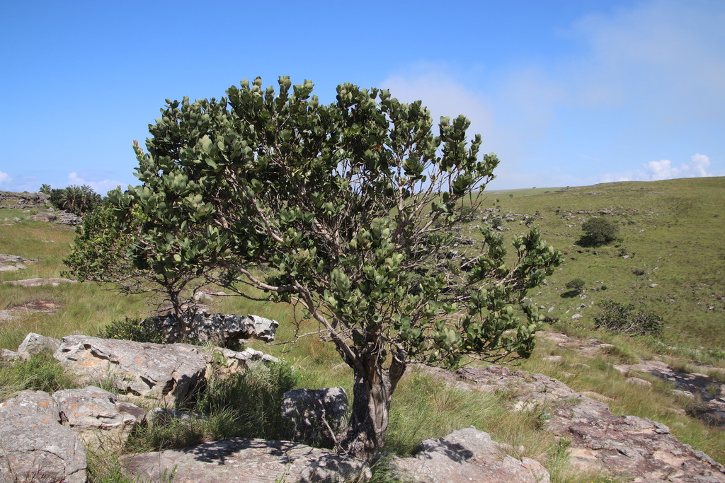Water Berry (Syzygium cordatum) - Botanical Realm