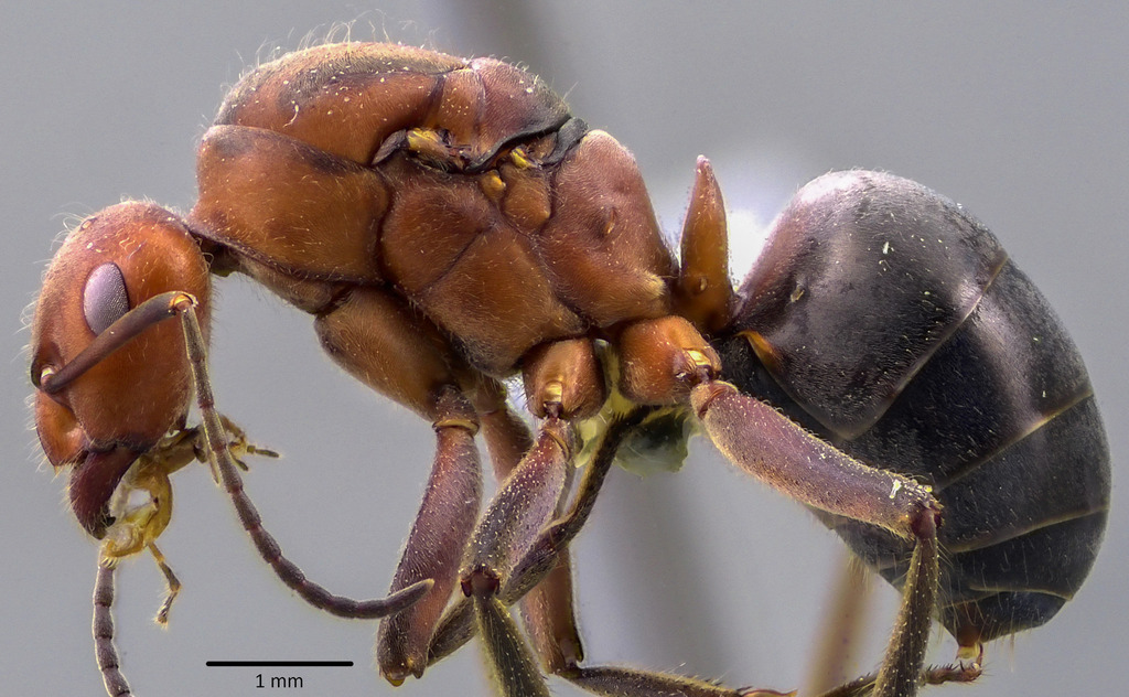 Northern Red Wood Ant from Orangeville Township, MI, USA on July 30 ...