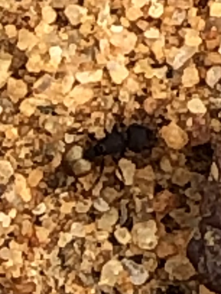 Shield Ants from Londonderry, WA, AU on January 3, 2024 at 08:58 AM by ...