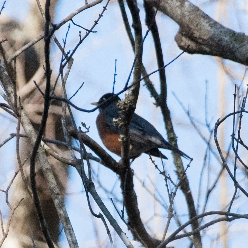 American Robin from Gadsden, SC 29052, USA on December 31, 2023 at 06: ...