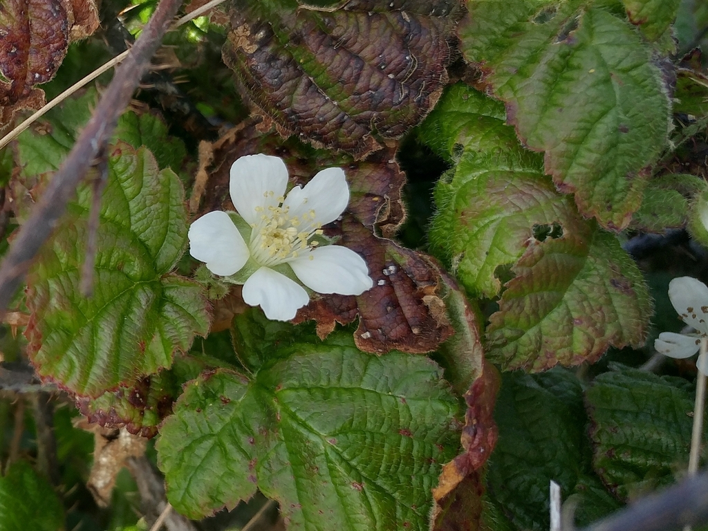 trailing blackberry from 4620 Windsor Blvd, Cambria, CA 93428, USA on ...