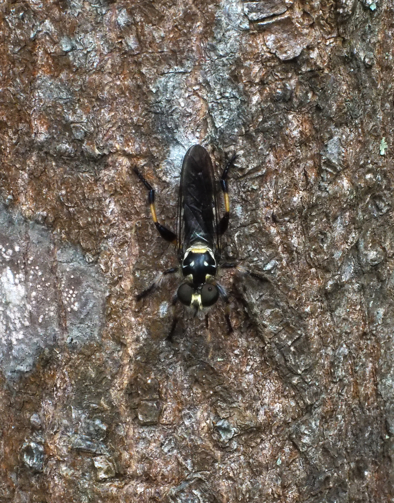 Robber Flies from Central Coast NSW, Australia on December 27, 2023 at ...