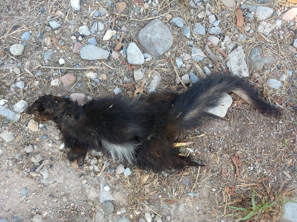 Hooded Skunk from GQM4+RF, 42310 San Juanico, Hgo., México on March 25 ...