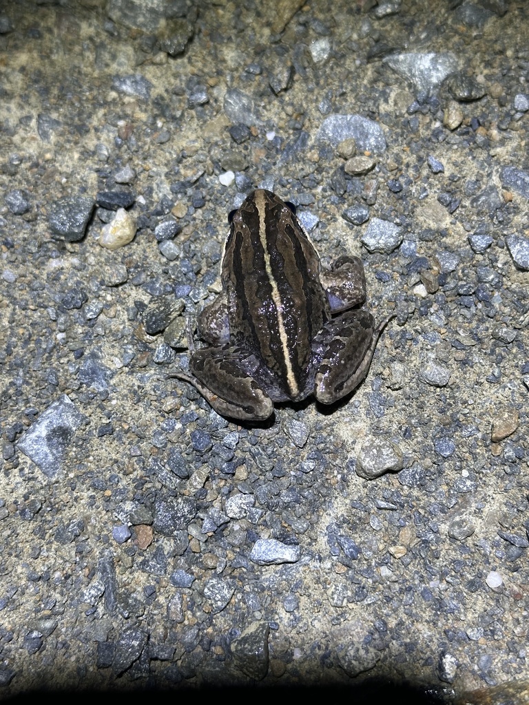 Striped Marsh Frog from Colquhoun/Boyanga Gidi State Forest, Toorloo ...