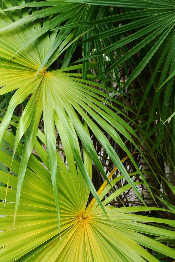 Key Thatch Palm from Big Pine Key, FL 33043, USA on March 25, 2023 at ...