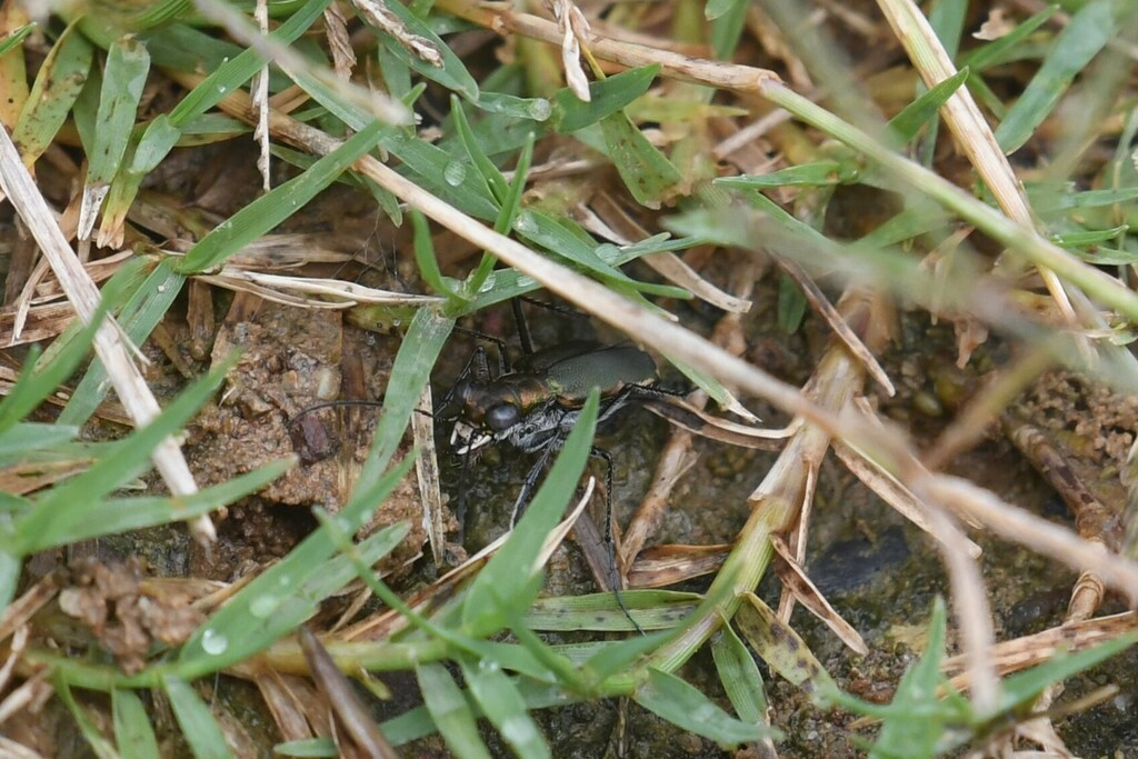 Myriochila semicincta from Priestdale QLD 4127, Australia on January 3 ...