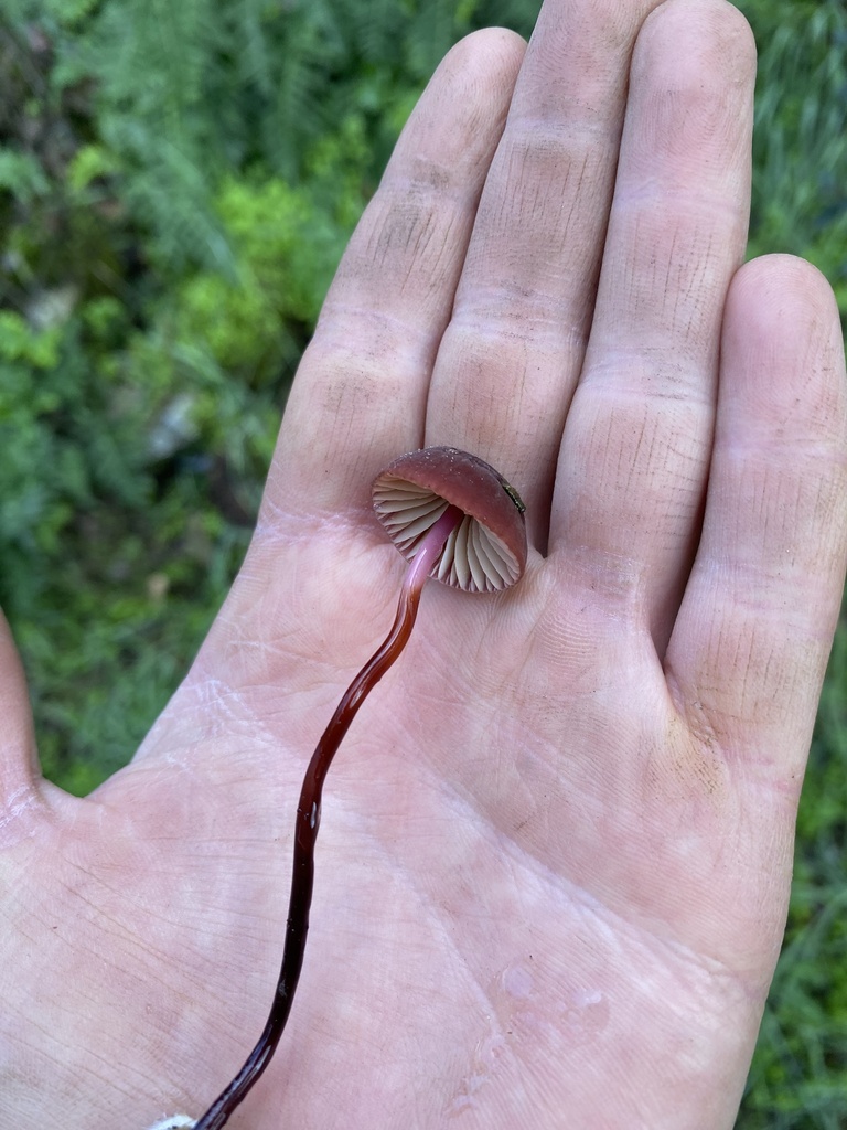 red pinwheel in January 2024 by aquaticmarlon · iNaturalist