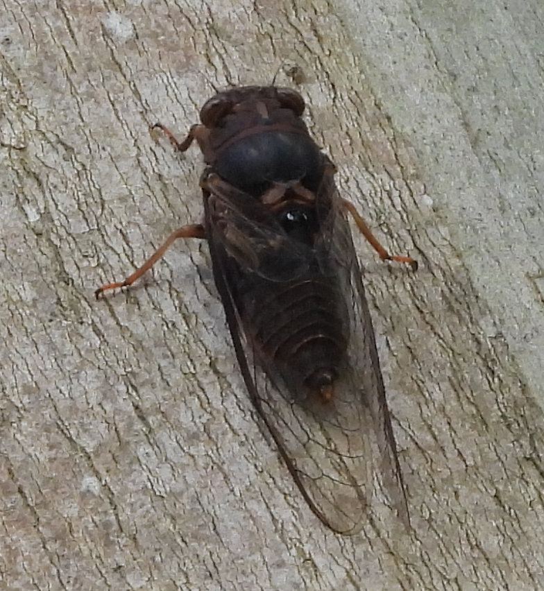 Black Tree-ticker from Ross Road Park, Upper Kedron QLD 4055, Australia ...