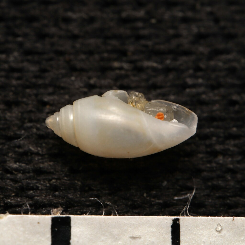 Olivella bullula from Brunswick County, NC, USA on December 13, 2023 at ...