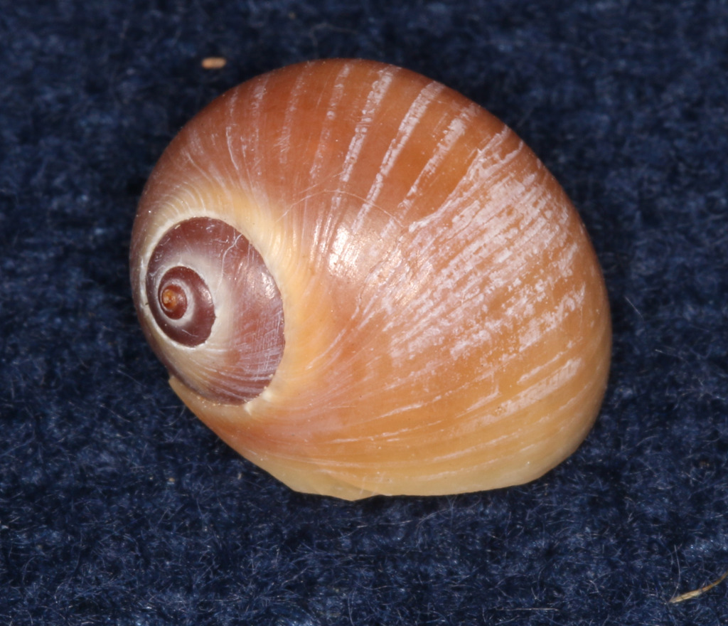Leaden Sand Snail from Rose Bay, Bowen, Whitsunday, QLD, Australia on ...