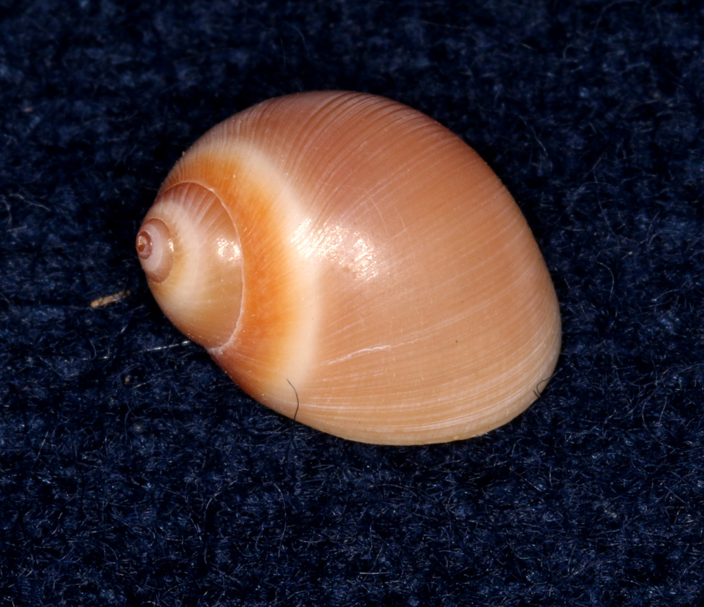 Conuber from Rose Bay, Bowen, Whitsunday, QLD, Australia on December 31 ...