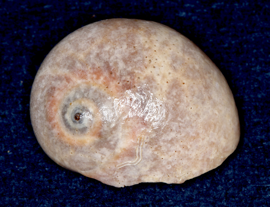 Bladder Moon Snail from Rose Bay, Bowen, Whitsunday, QLD, Australia on ...