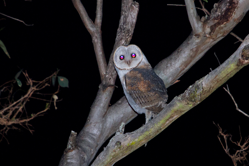 Barn, Masked, Grass, and Sooty Owls from Mount Barney QLD 4287 ...