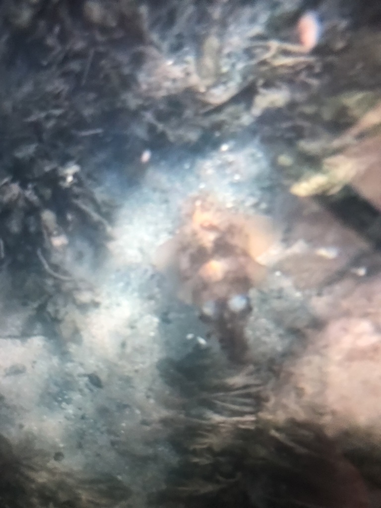 Southern Reef Squid from Taupō Bay 0494, New Zealand on January 2, 2024 ...