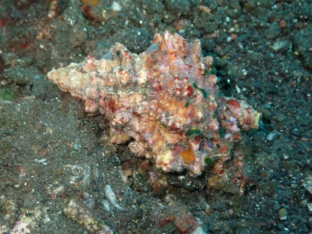 Tutufa rubeta from Karang Asem, ID-BA, ID on December 28, 2023 at 09:42 ...