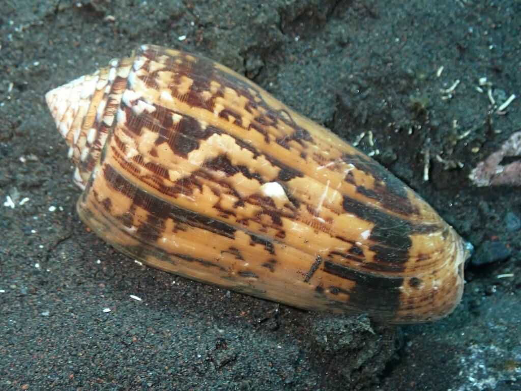 Striated Cone from Karang Asem, ID-BA, ID on December 28, 2023 at 09:58 ...