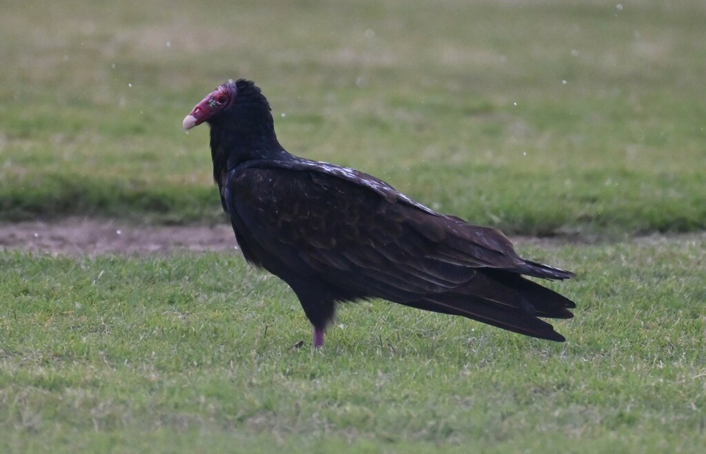 Turkey Vulture from Nueces County, TX, USA on January 2, 2024 at 01:07 ...