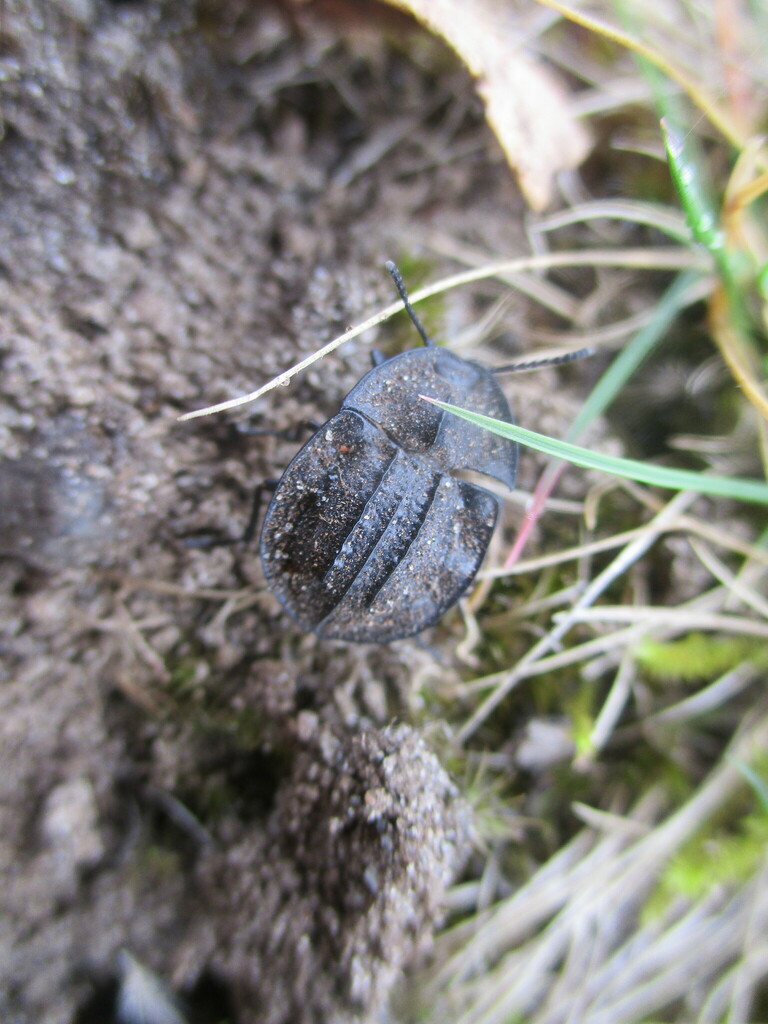 Pie-dish Beetles from Seddon SA 5223, Australia on January 3, 2024 at ...