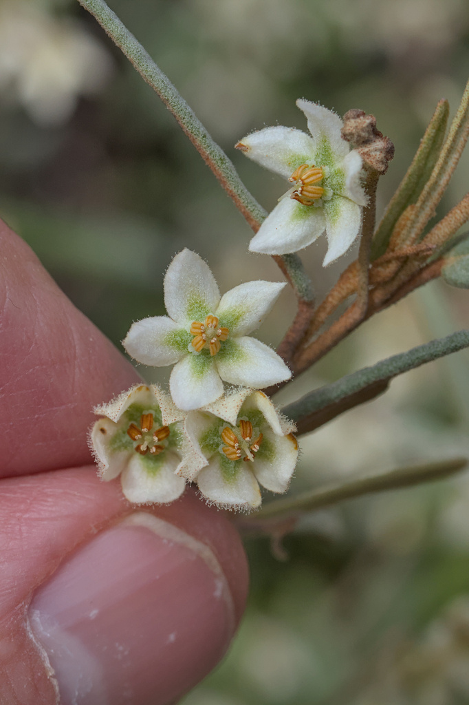 slender velvet-bush from Serviceton VIC 3420, Australia on October 18 ...