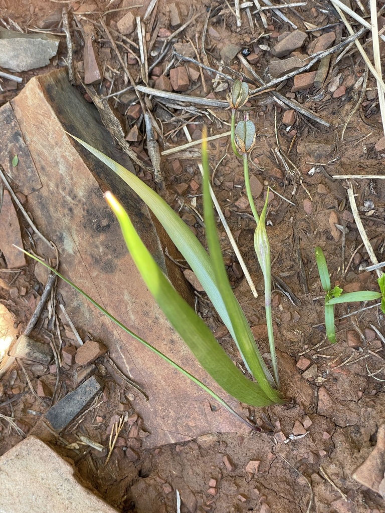 inland star lily from Woolundunga SA 5701, Australia on September 2 ...