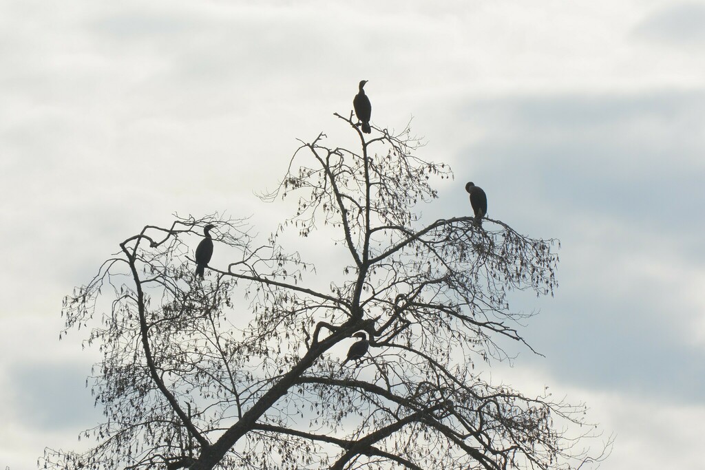 Brandt's Cormorant from Green Lake, Seattle, WA, USA on January 1, 2024 ...