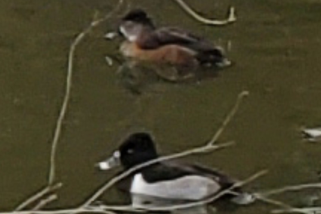 Ring-necked Duck from Phoenix, AZ 85008, USA on January 2, 2024 at 10: ...