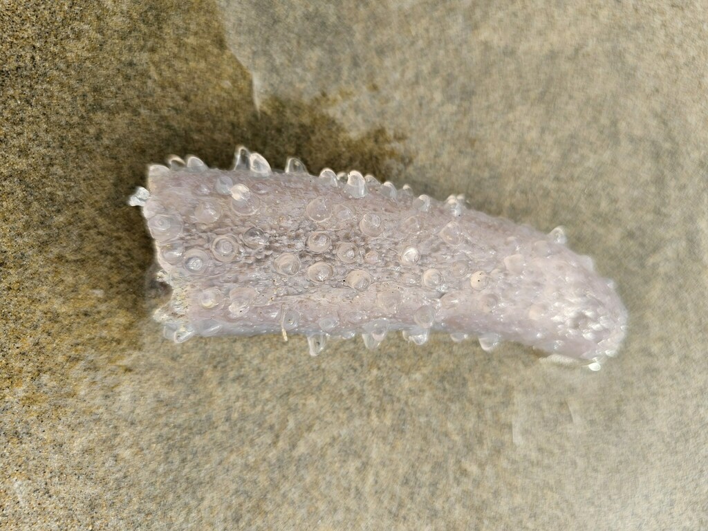 sea pickles from Lane County, OR, USA on January 1, 2024 at 01:19 PM by ...