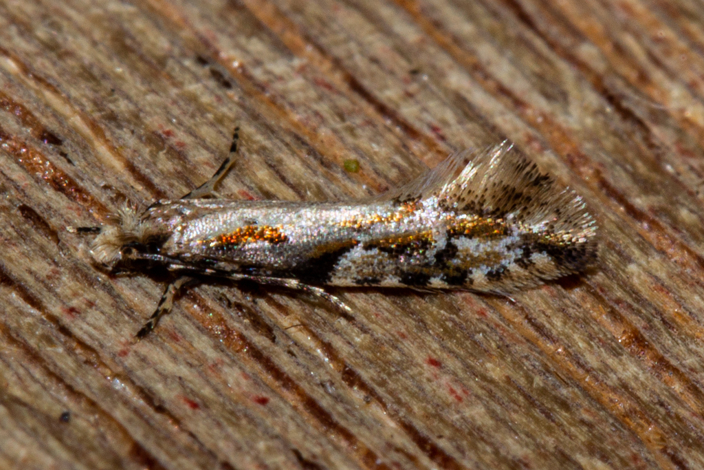 Crypsitricha agriopa from Hillgrove 9482, New Zealand on January 2 ...