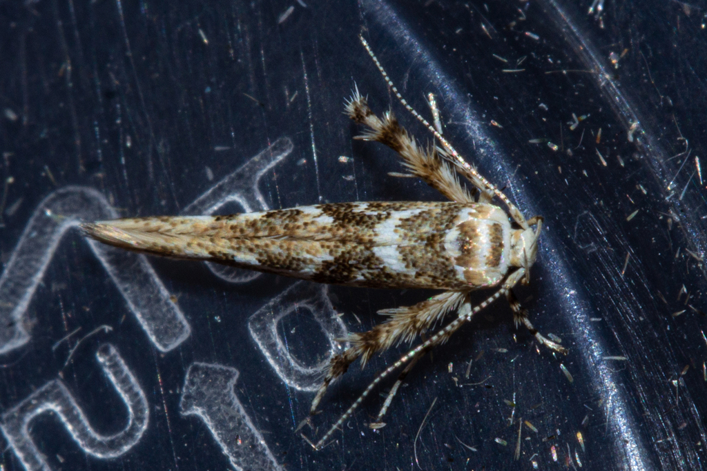 Stathmopoda from Hillgrove 9482, New Zealand on January 2, 2024 at 01: ...