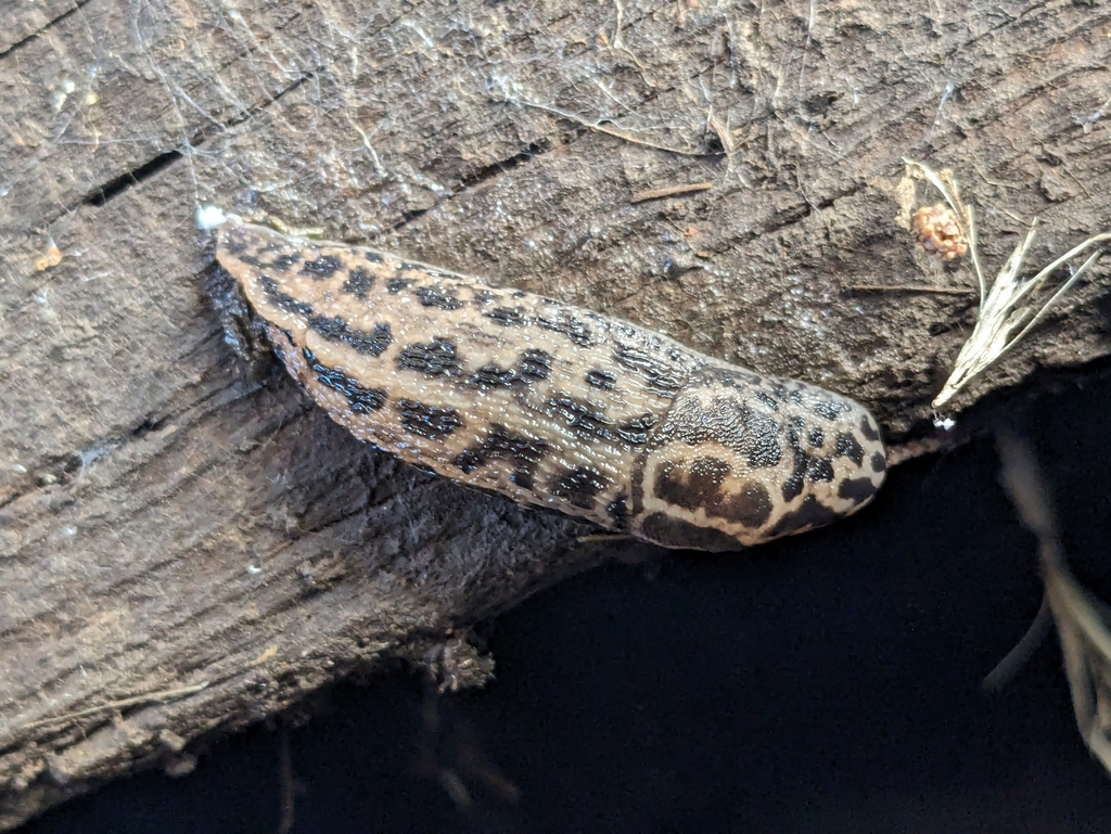 Leopard Slug from Ventura, CA 93001, USA on January 1, 2024 at 03:21 PM ...