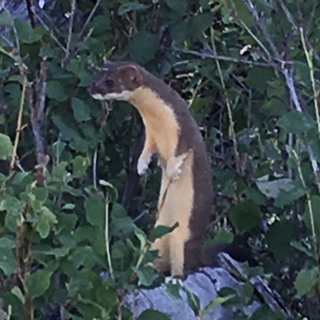 Long-tailed Weasel from Hungry Hollow Rd, Oroville, WA, US on July 27 ...