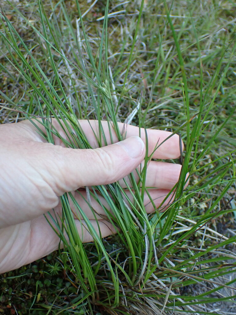 Slender Path Rush from Lewis Pass, New Zealand on December 30, 2023 at ...