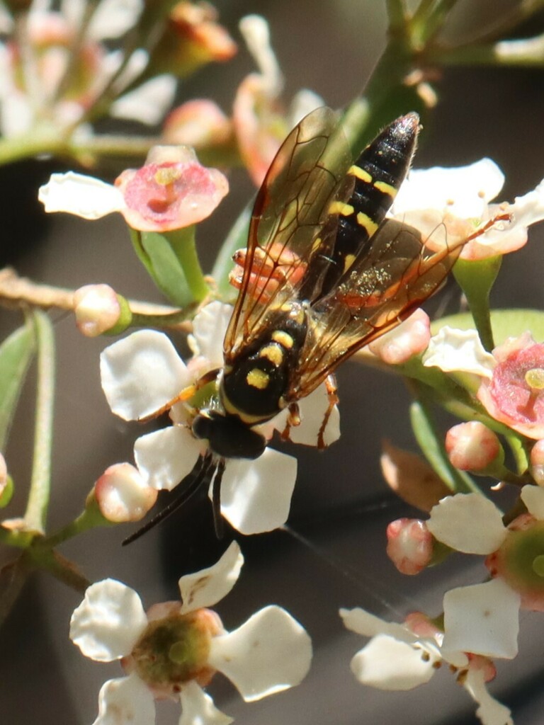 Thynnid Flower Wasps from Blue Mountains Nat'l Park NSW 2787, Australia ...