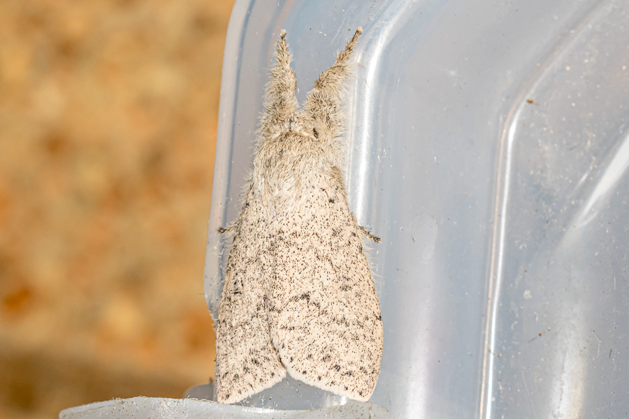 Calliteara angulata from Omkoi Hospital on December 16, 2023 at 03:06 ...