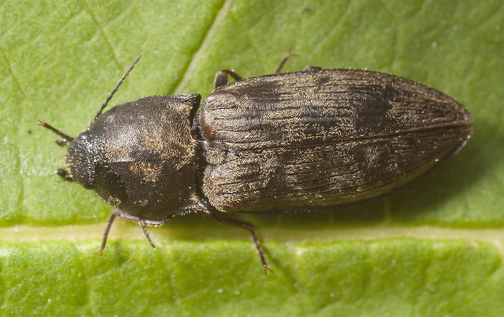 chequered click beetle from Kokkola, Suomi on June 11, 2013 at 02:04 PM ...