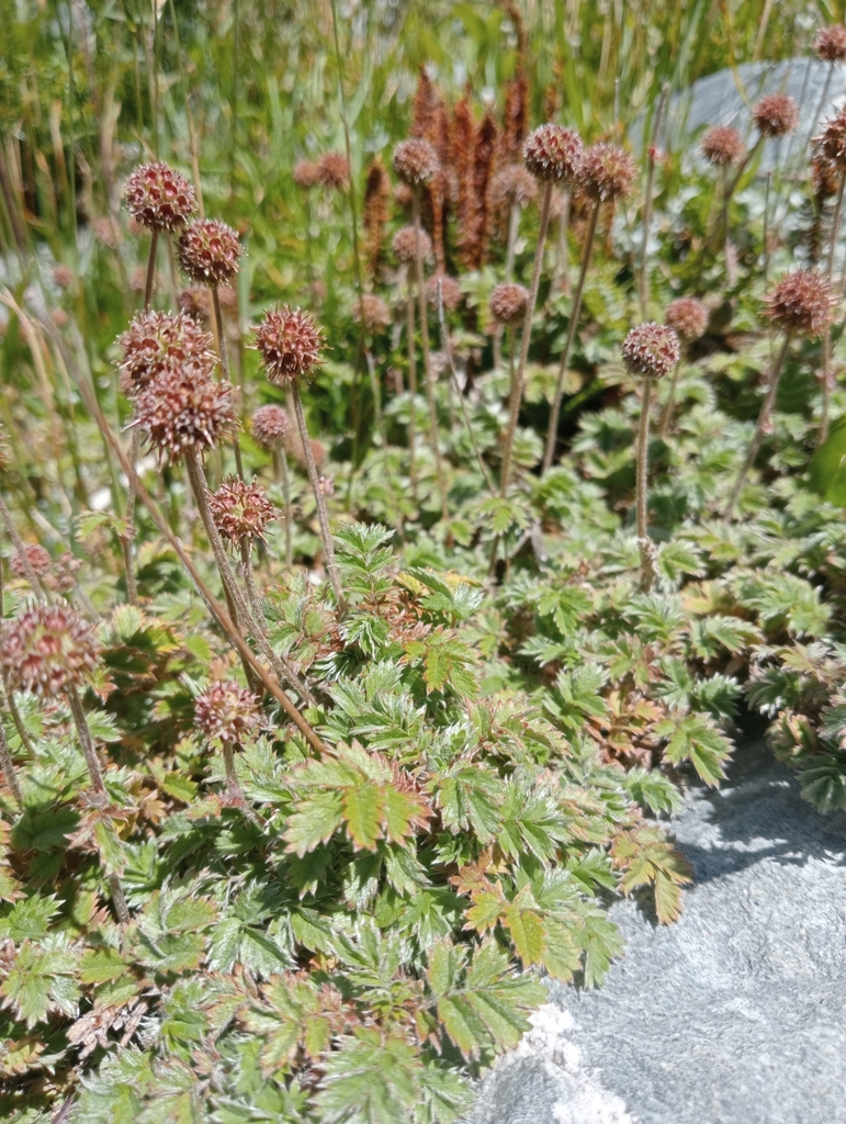 Bidibid from Canterbury 7999, New Zealand on January 1, 2024 at 12:39 ...