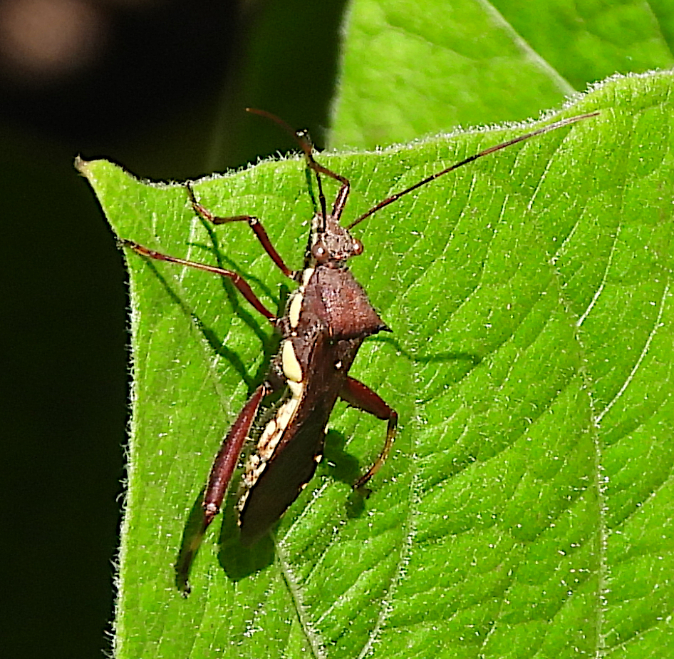 brown bean bug from Ross Road Park, Upper Kedron QLD 4055, Australia on ...