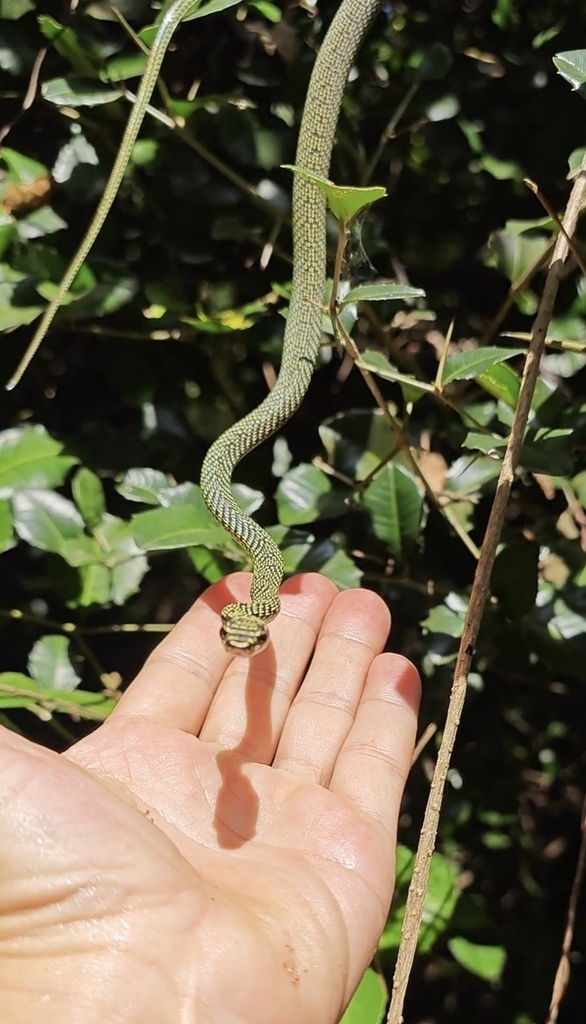 Golden Tree Snake from Huai Sat Yai, Hua Hin District, Prachuap Khiri ...