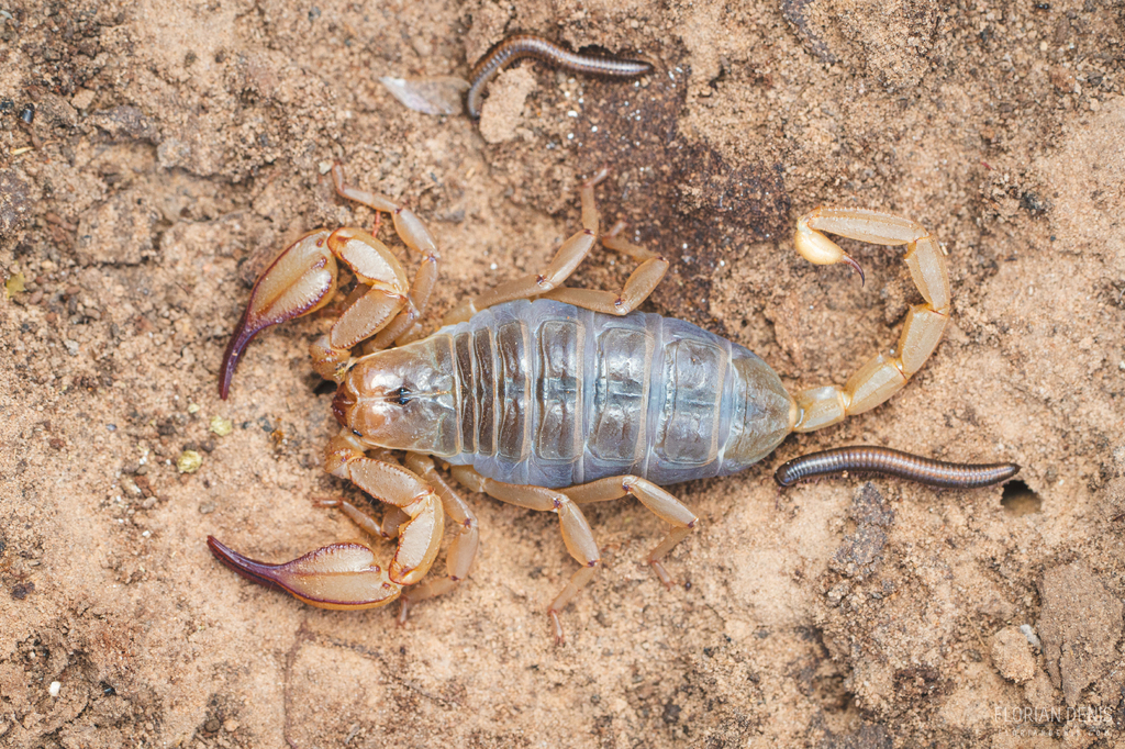 Flinders Ranges Scorpion from Melrose SA 5483, Australie on November 18 ...