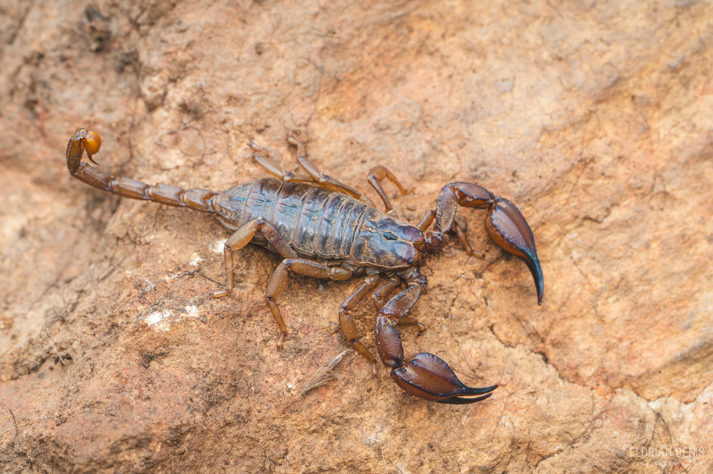 Flinders Ranges Scorpion from Melrose SA 5483, Australie on November 18 ...