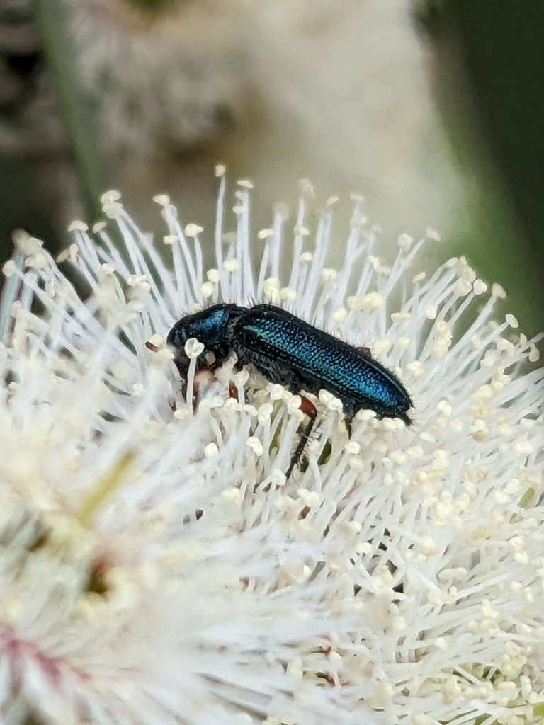 Phlogistus from Durdidwarrah VIC 3342, Australia on January 3, 2024 at ...