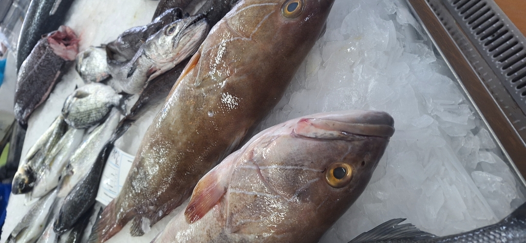 White Grouper in January 2024 by Izan Lopez Vergel · iNaturalist