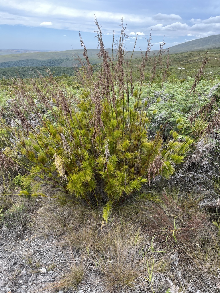 Rhodocoma foliosa from Grysbok Trail, Riversdale, WC, ZA on December 29 ...