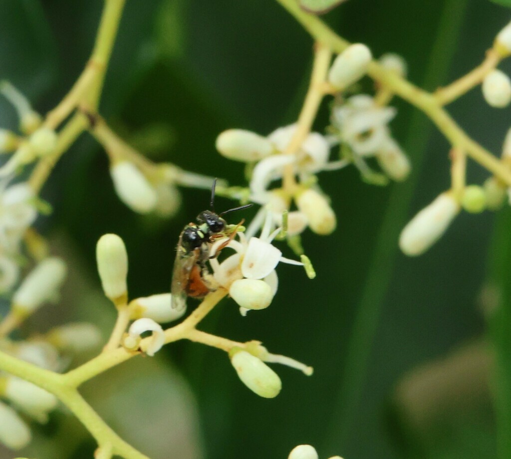 Variegated Reed bee from Kyalami AH, Midrand, 1684, South Africa on ...