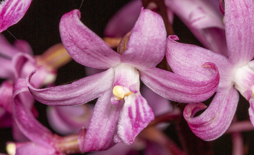 Rosy Hyacinth Orchid from Darriman VIC 3851, Australia on January 2 ...