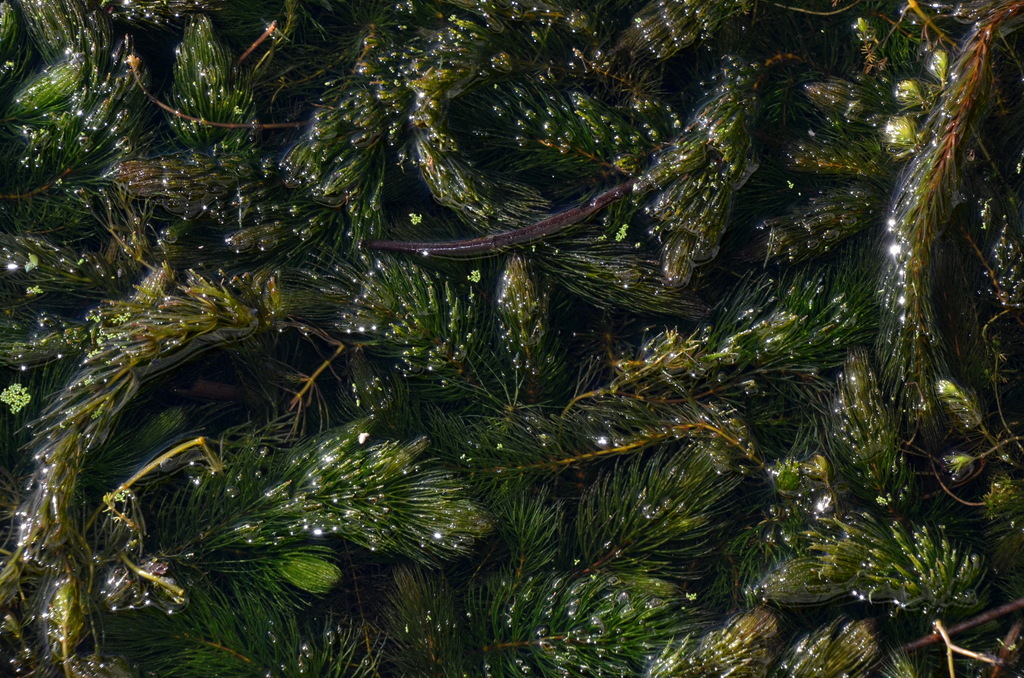 coontail from Boggy Pond, New Zealand on April 08, 2019 at 05:33 PM by ...
